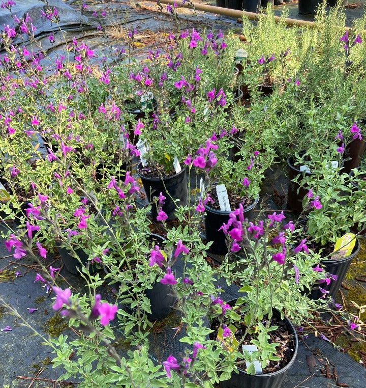 Arctic Blaze Purple Salvia – Toms Creek Farm & Nursery