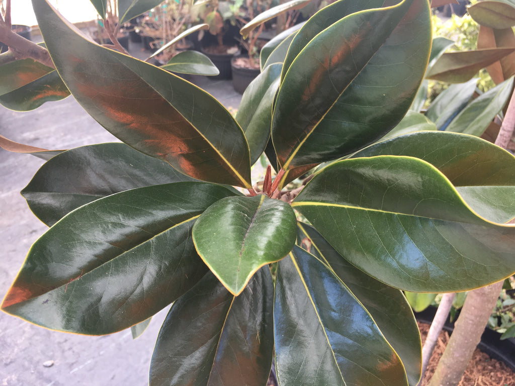 D.D. Blanchard Magnolia – Toms Creek Farm & Nursery