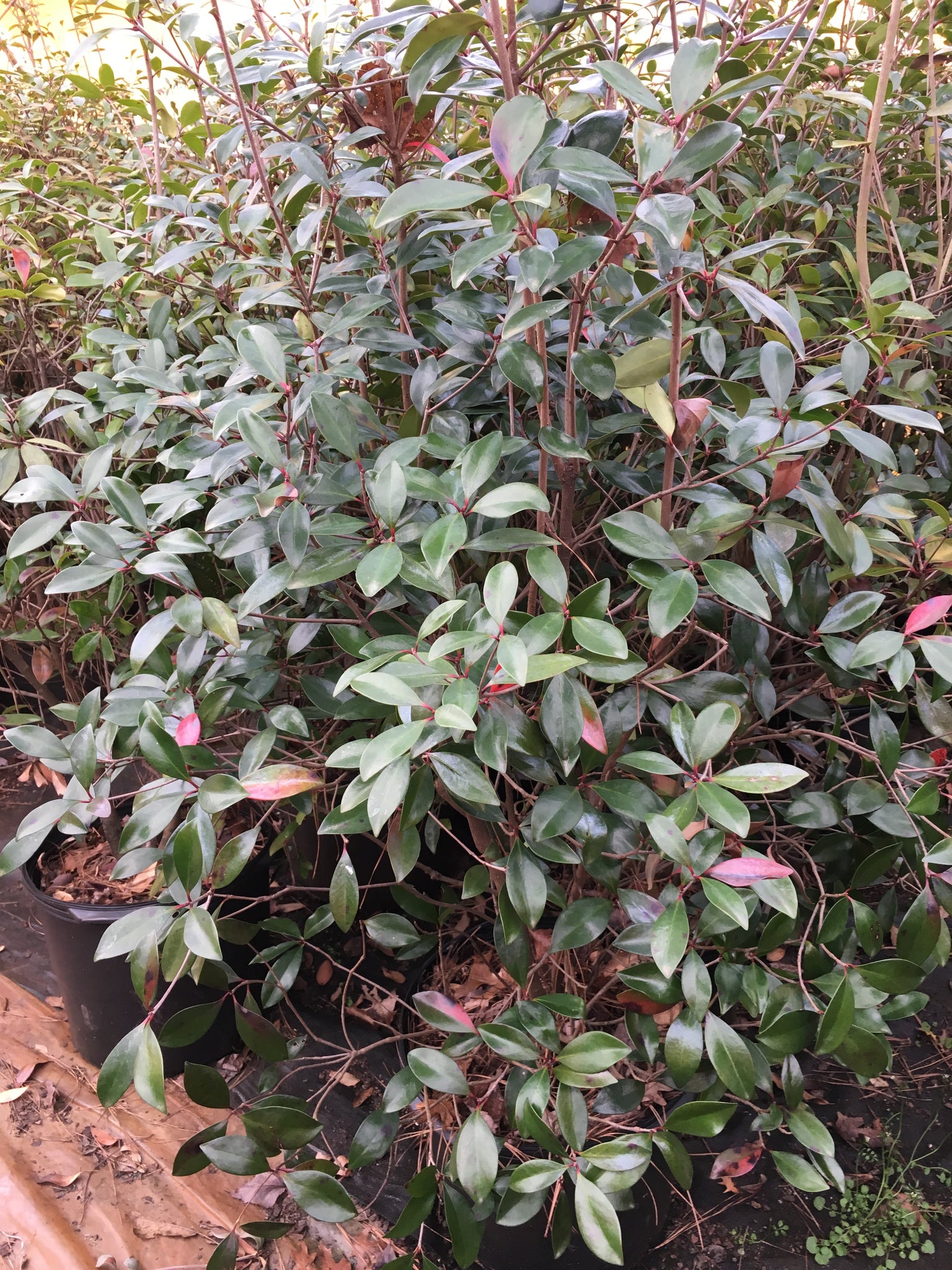 Japanese Cleyera – Toms Creek Farm & Nursery