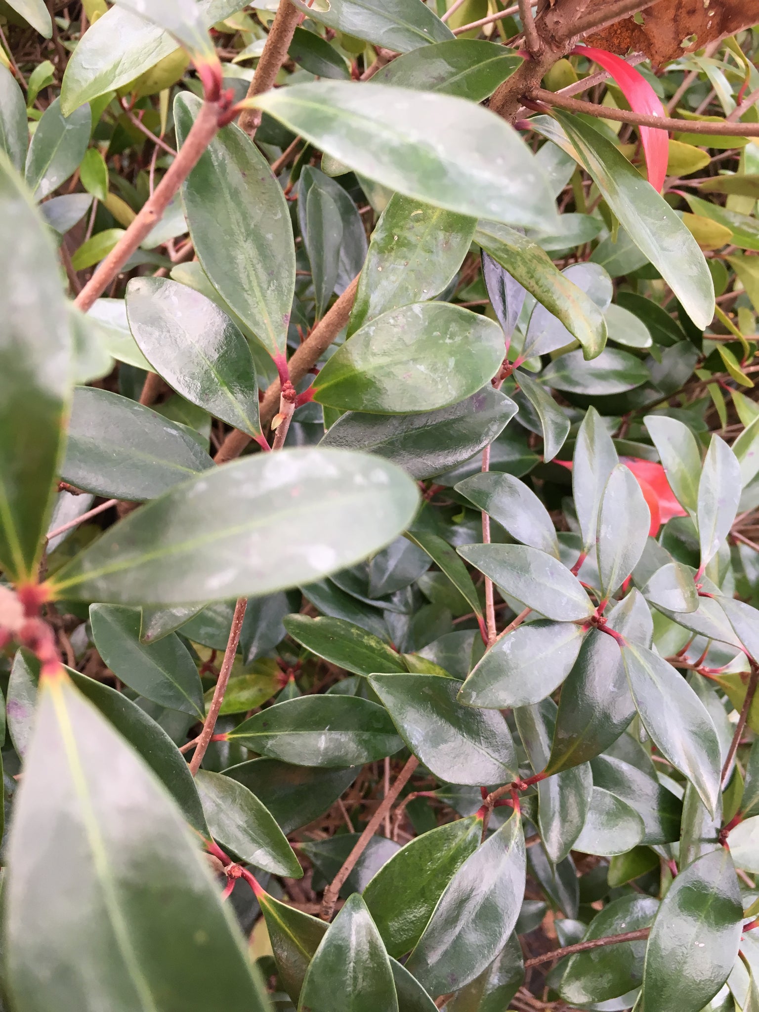 Japanese Cleyera – Toms Creek Farm & Nursery