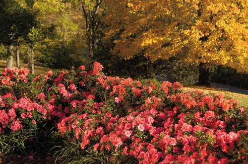 Autumn Monarch Encore Azalea – Toms Creek Farm & Nursery