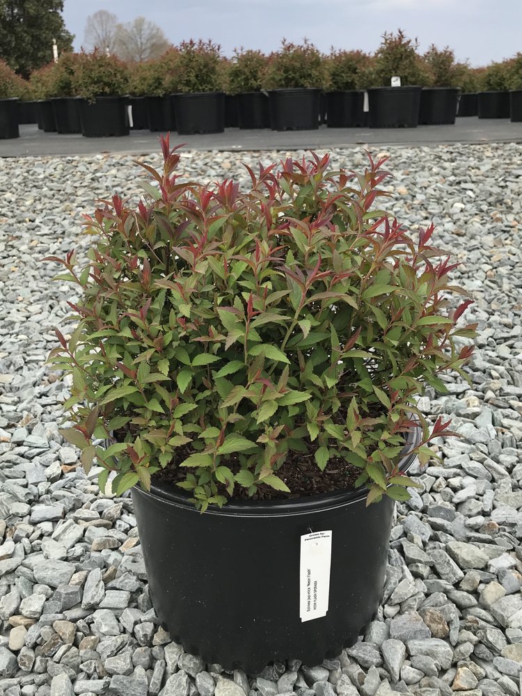 Neon Flash Spirea – Toms Creek Farm & Nursery