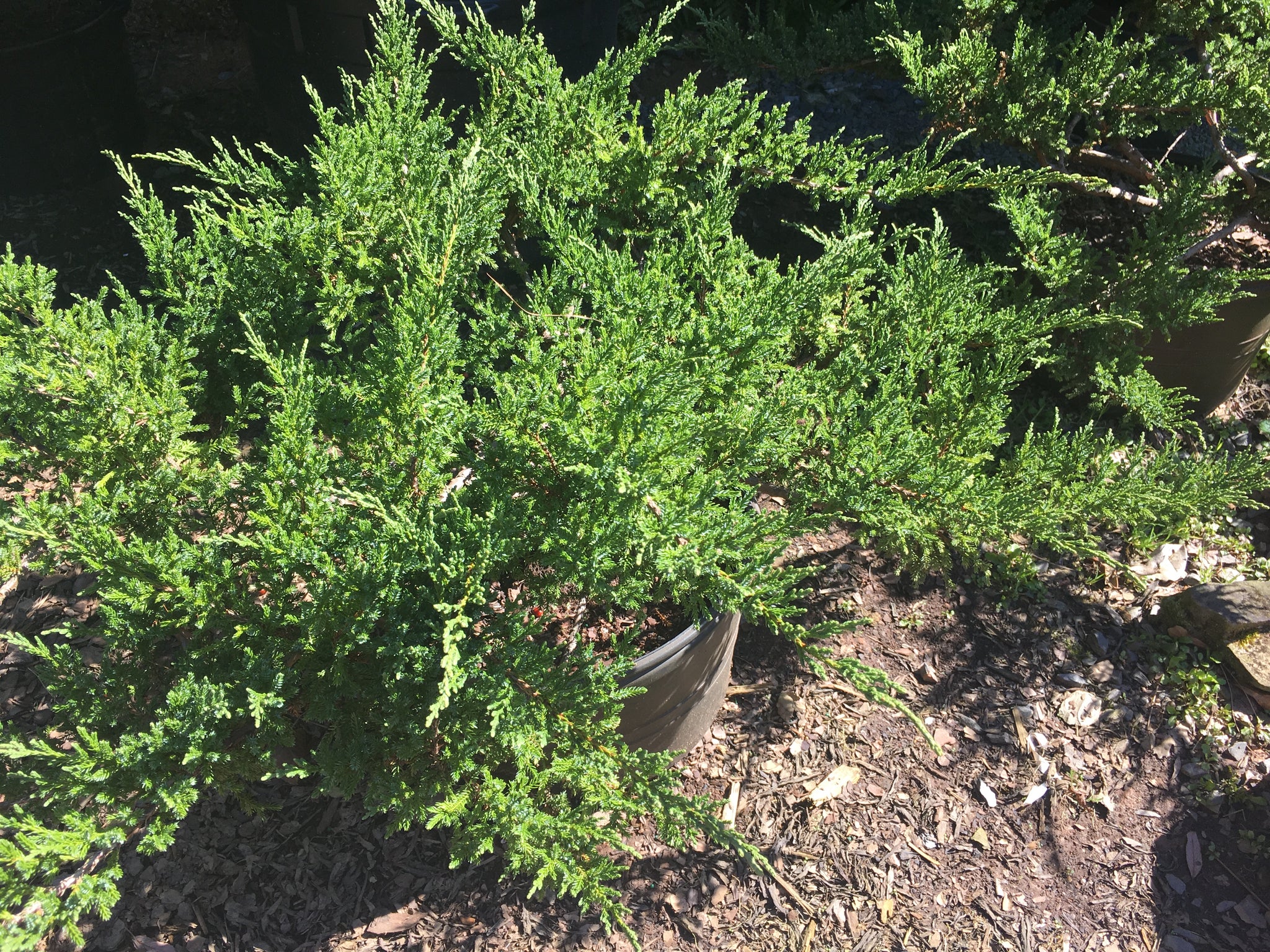 Sargent Juniper – Toms Creek Farm & Nursery