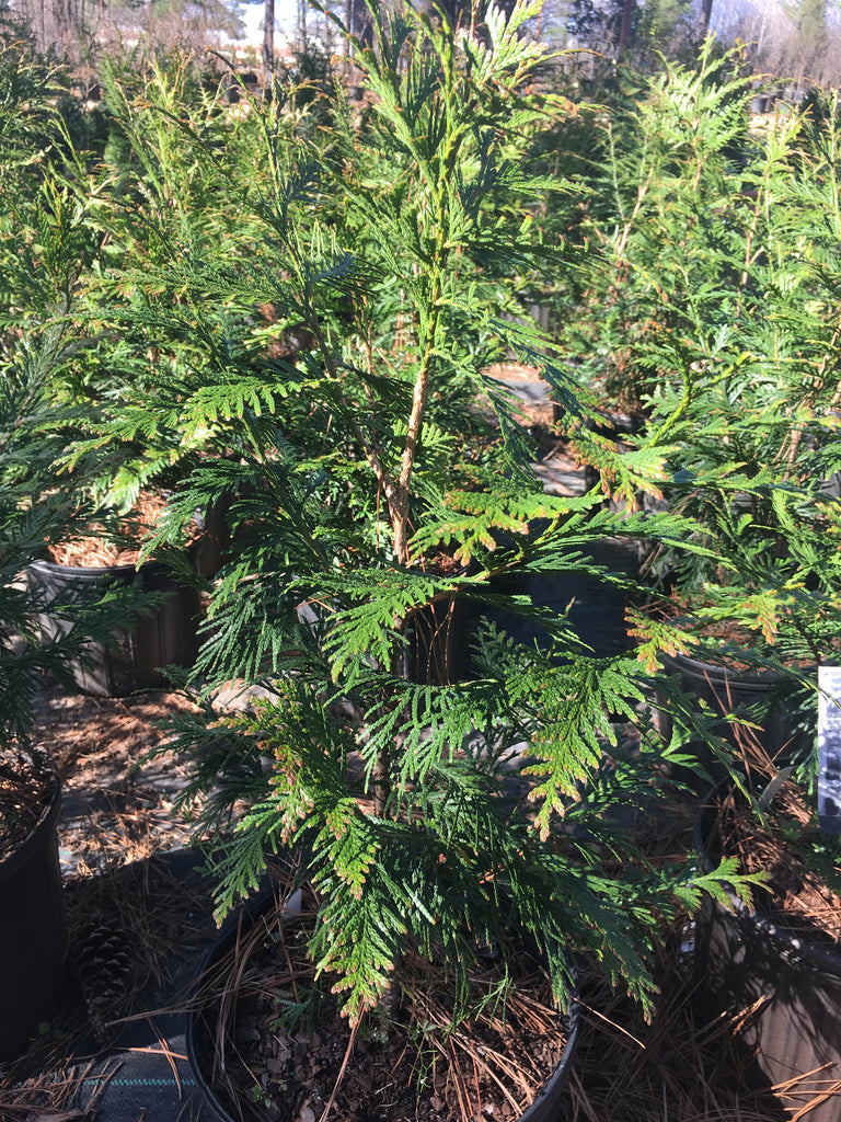 Spring Grove Western Arborvitae – Toms Creek Farm & Nursery