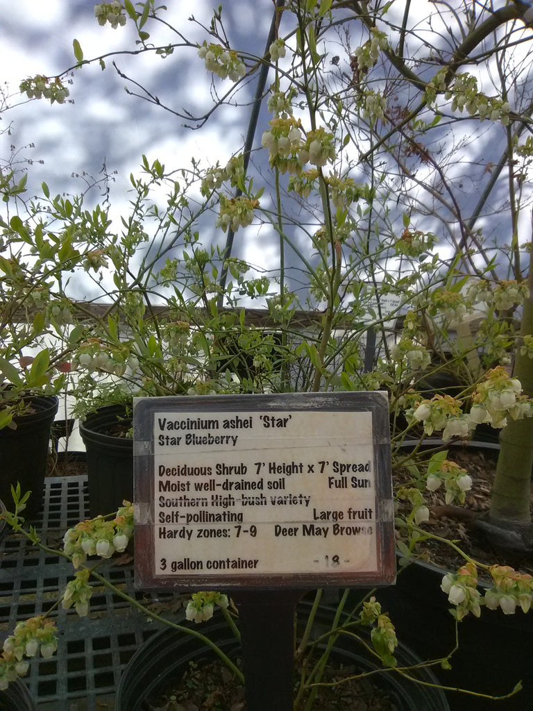 Star Blueberry (high-bush) – Toms Creek Farm & Nursery