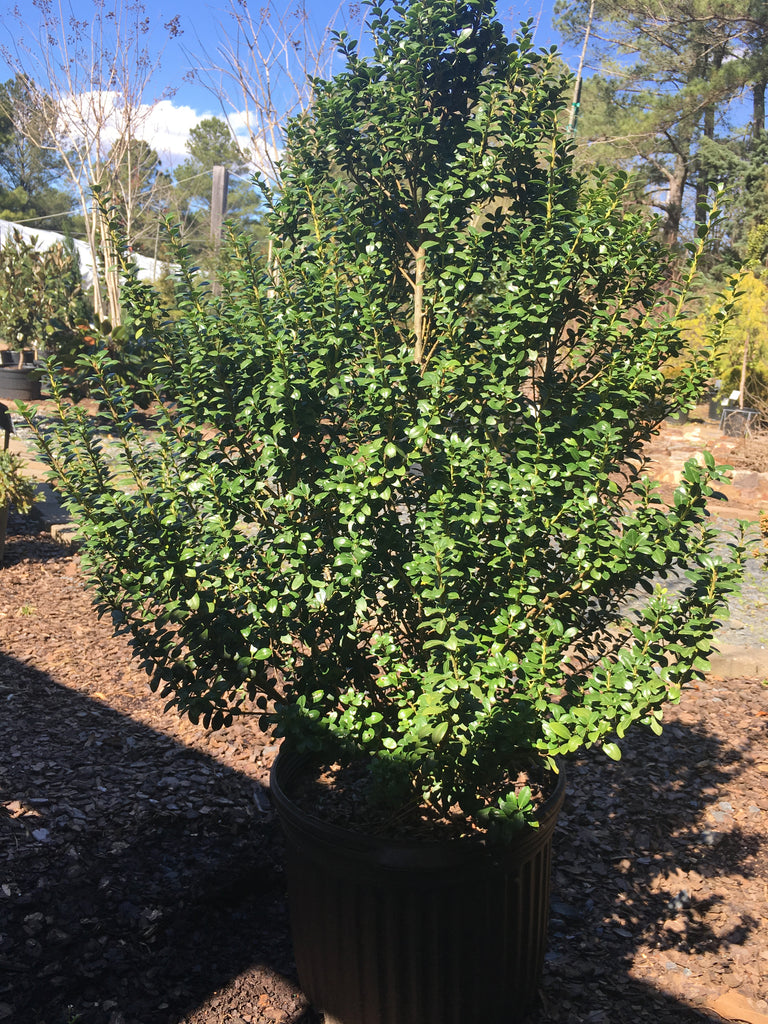 Steeds Japanese Holly – Toms Creek Farm & Nursery