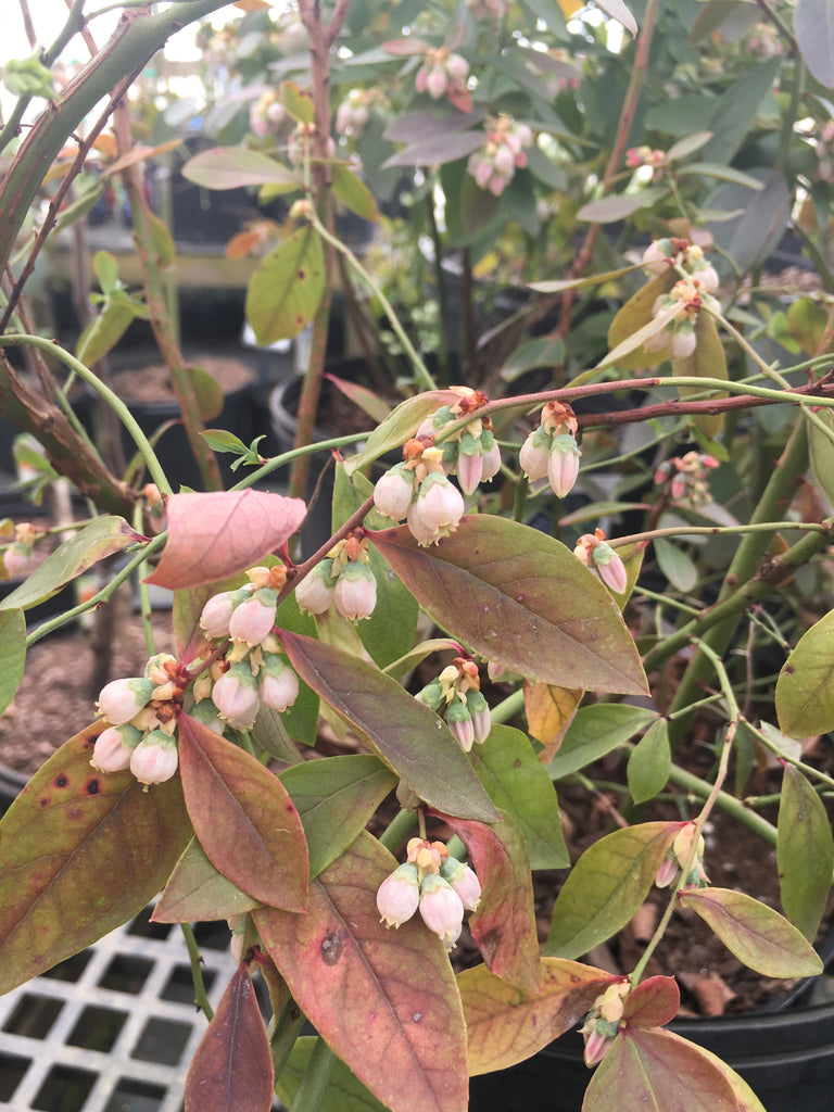 Sunshine Blue Blueberry (high-bush) – Toms Creek Farm & Nursery