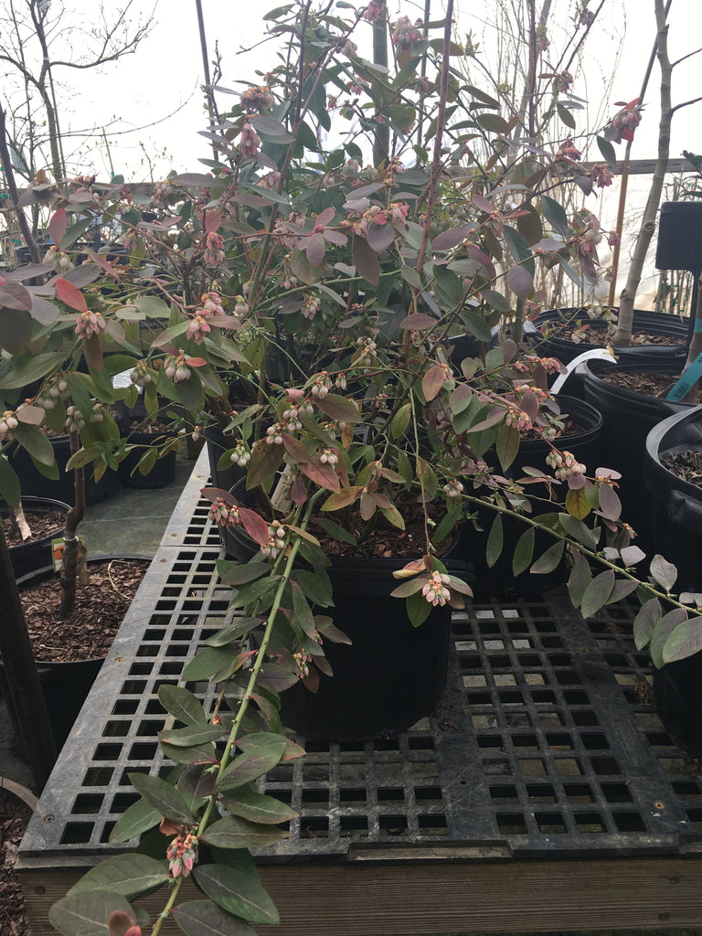 Sunshine Blue Blueberry (high-bush) – Toms Creek Farm & Nursery