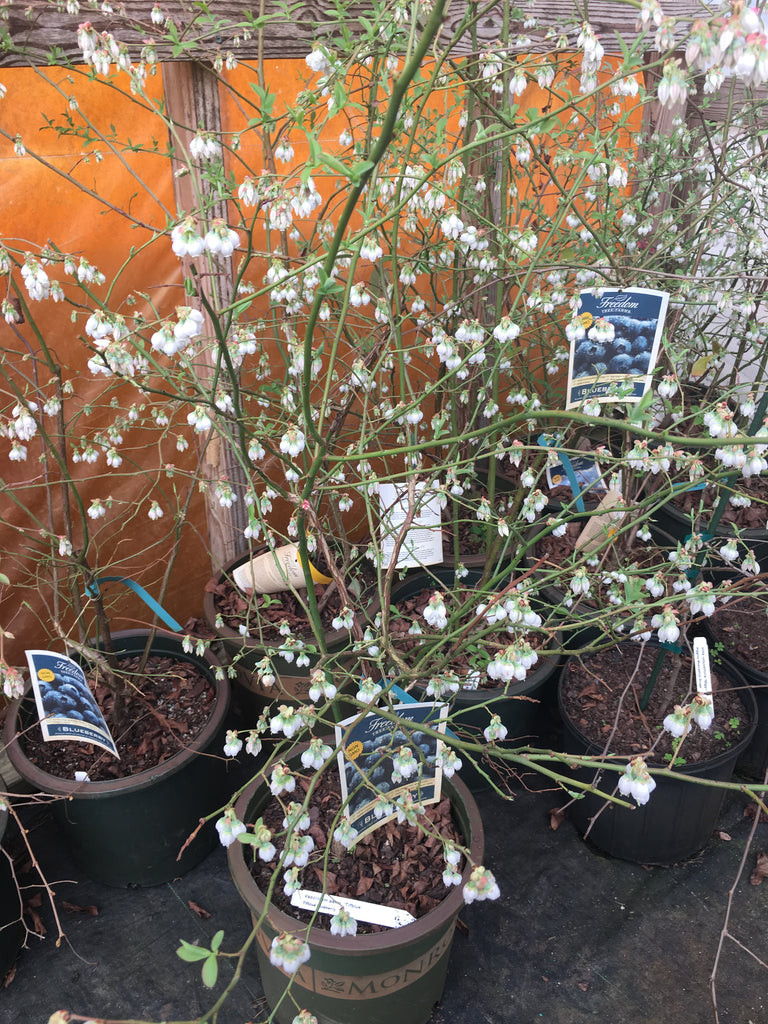 Tifblue Blueberry (rabbit eye) – Toms Creek Farm & Nursery