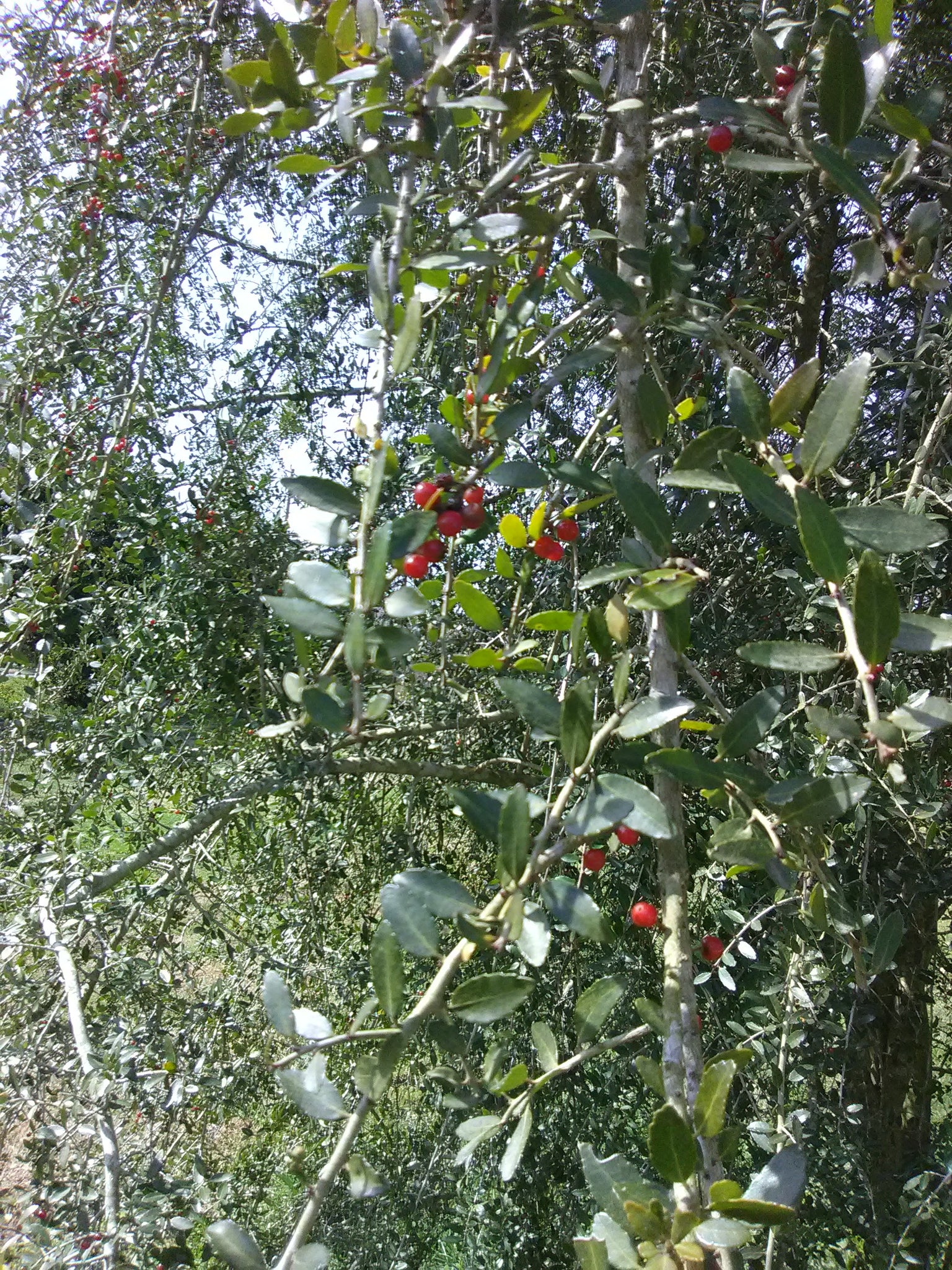 Weeping Yaupon Holly – Toms Creek Farm & Nursery