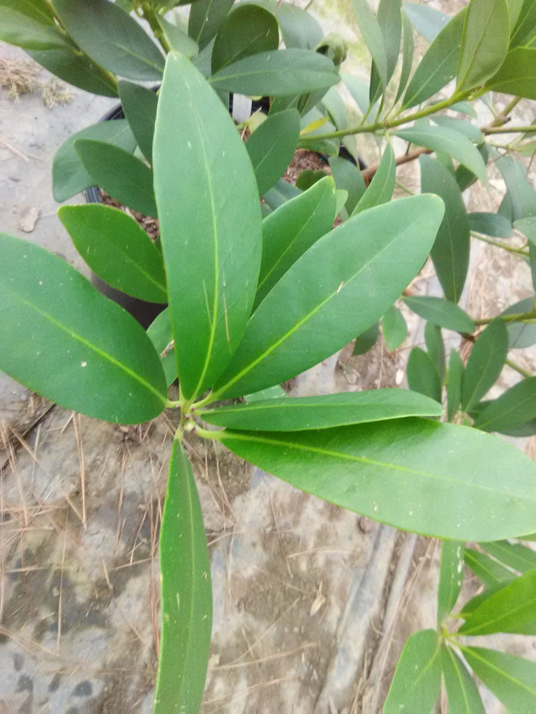 Small Anise Tree – Toms Creek Farm & Nursery