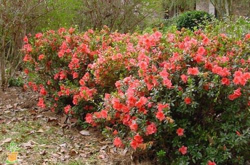 Autumn Coral Encore Azalea – Toms Creek Farm & Nursery