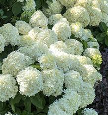 White Wedding Hydrangea – Toms Creek Farm & Nursery