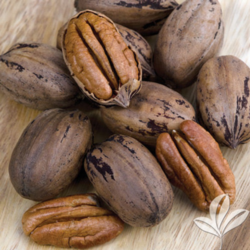 Forkert Pecan (Type II) – Toms Creek Farm & Nursery
