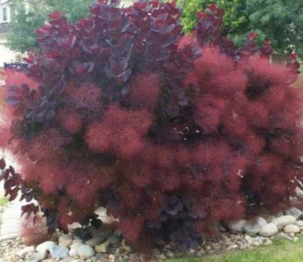 Royal Purple Smoke Tree - Sold Out – Toms Creek Farm & Nursery