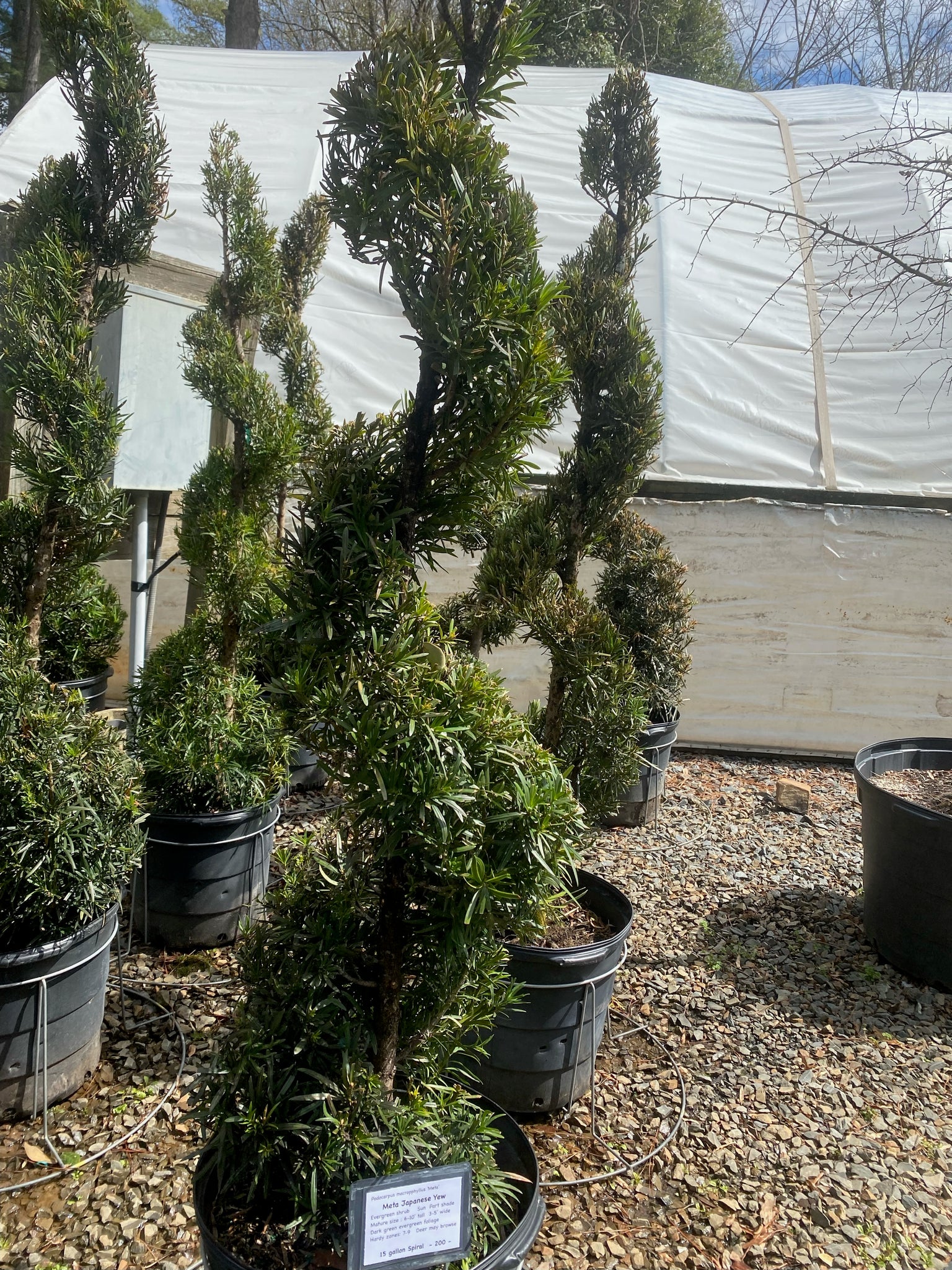 Meta Japanese Yew – Toms Creek Farm & Nursery