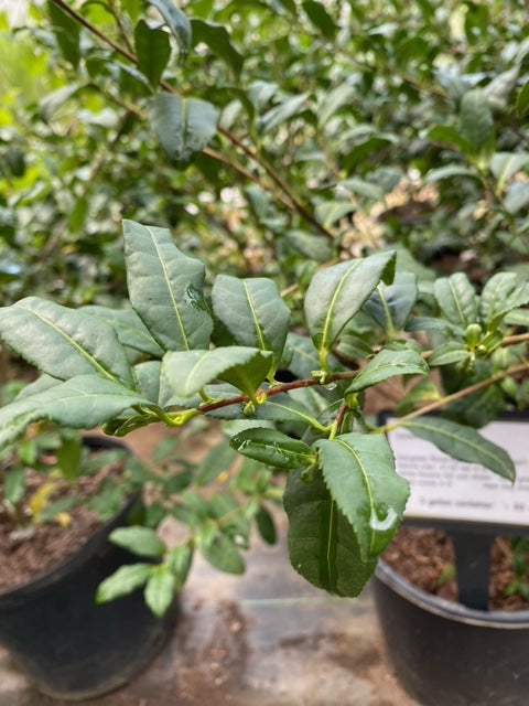 Small Leaf Tea Plant – Toms Creek Farm & Nursery
