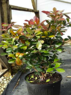 Japanese Cleyera – Toms Creek Farm & Nursery