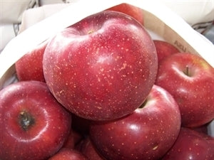 Red Rome (standard) Apple – Toms Creek Farm & Nursery