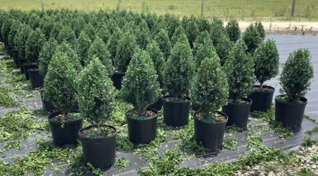 Steeds Japanese Holly – Toms Creek Farm & Nursery