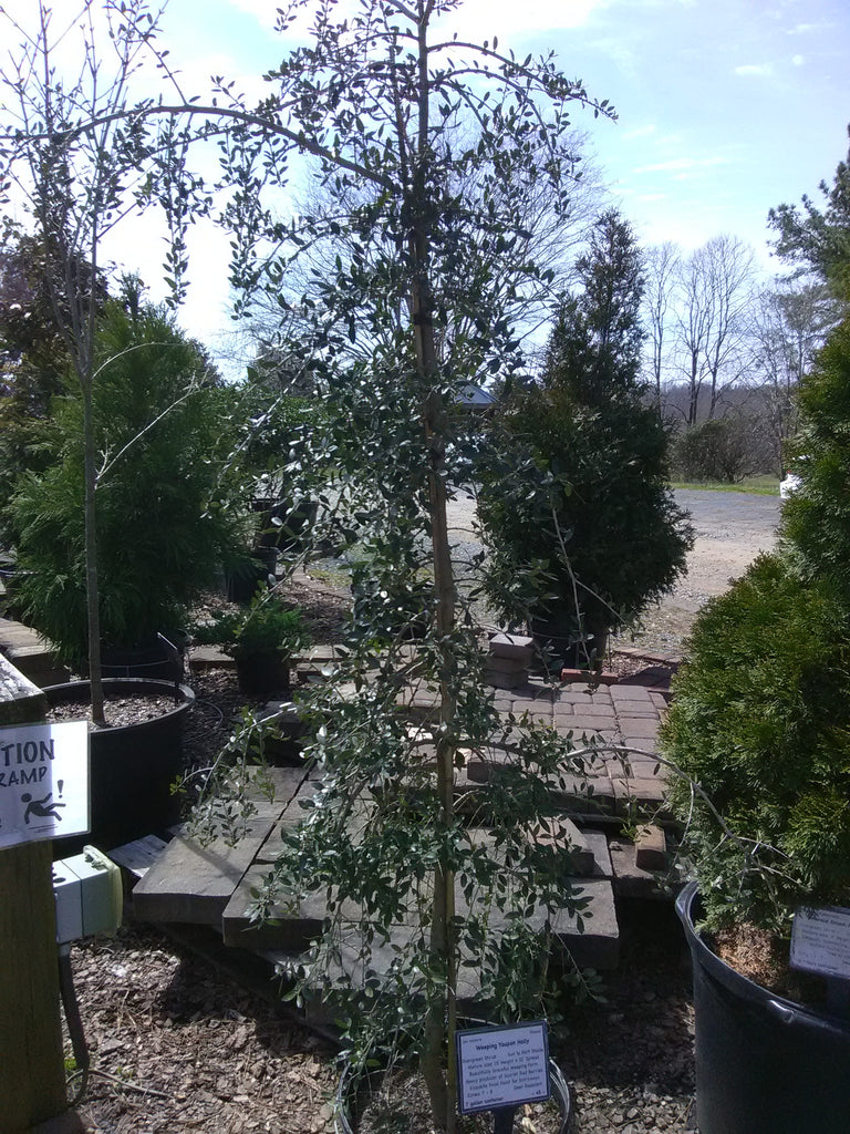 Weeping Yaupon Holly – Toms Creek Farm & Nursery