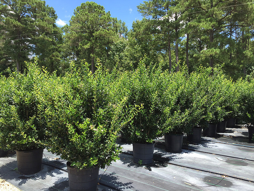 Wavy Leaf Ligustrum – Toms Creek Farm & Nursery